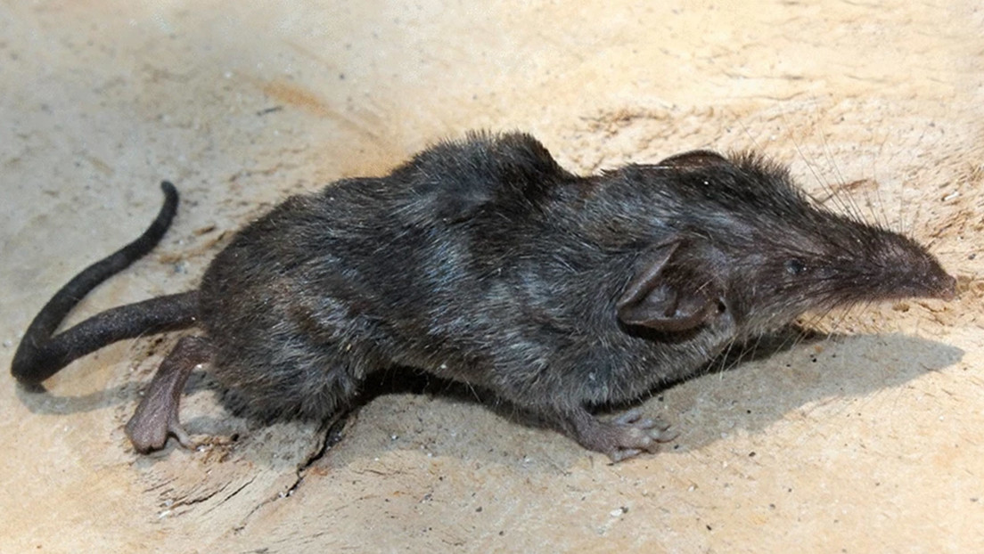 Descubren 14 nuevas especies de musarañas en Indonesia - El Quinto ...