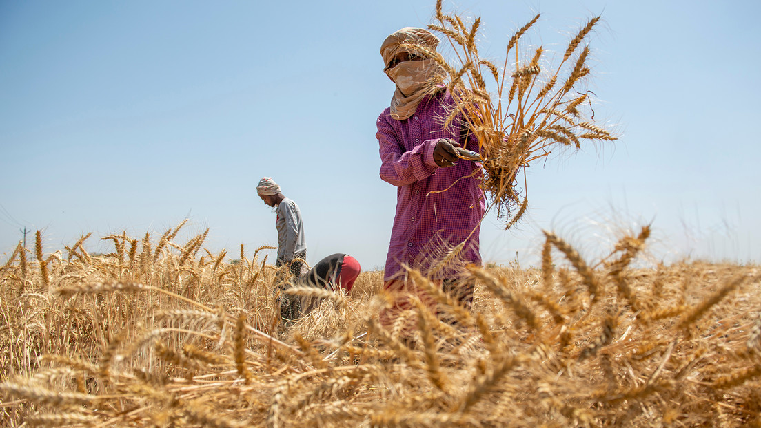 La India aspira a convertirse en el mayor exportador del trigo del ...